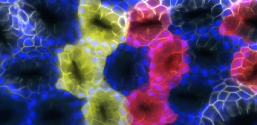stomachgland883x431.png | Cambridge Stem Cell Institute